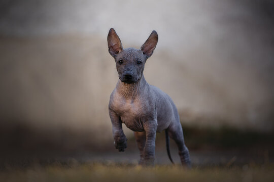 รูปภาพXoloescuincle – เลือกดูภาพถ่ายสต็อก เวกเตอร์ และวิดีโอ1,848 ...