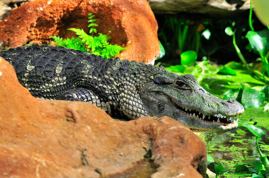 Piscivore bilder – Bläddra bland 2,280 stockfoton, vektorer och videor ...