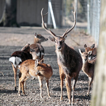 Damwild-Gehege Bilder – Durchsuchen 671 Archivfotos, Vektorgrafiken und ...
