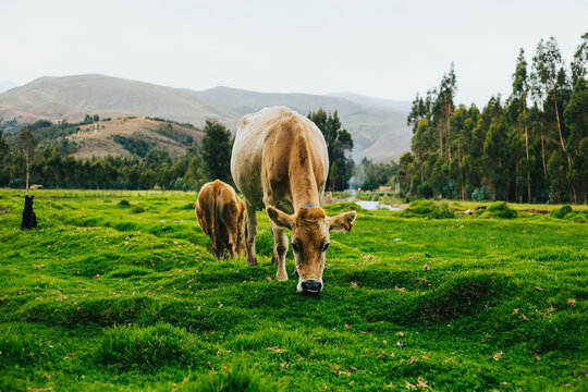 「Vaca」の画像 - 29,940 件の Stock 写真、ベクターおよびビデオ | Adobe Stock