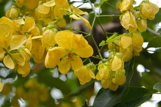 「ホソバヒイラギナンテン」の写真素材 | 50件の無料イラスト画像 | Adobe Stock