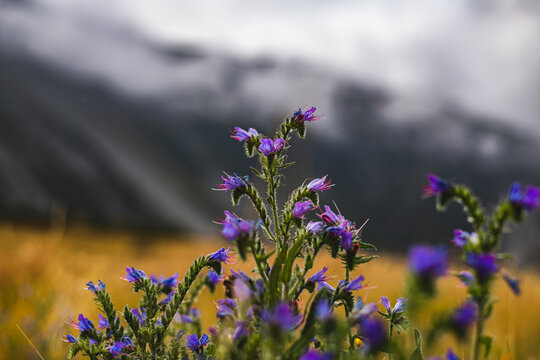 "Alpine Plants" Images – Browse 18,126 Stock Photos, Vectors, and Video ...