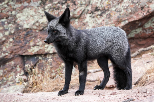 "Silver Fox" Images – Browse 2,506 Stock Photos, Vectors, and Video ...
