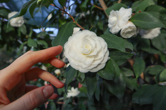 Common Camellia Images – Browse 1,030 Stock Photos, Vectors, and Video ...