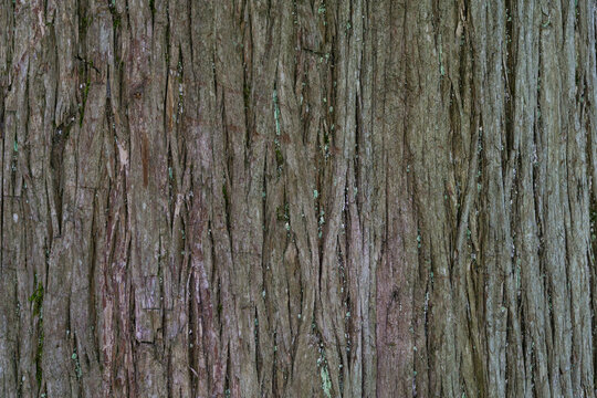 Ahuehuete Bilder – Durchsuchen 239 Archivfotos, Vektorgrafiken und ...