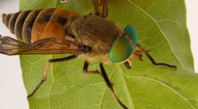 Tafano Images – Browse 46 Stock Photos, Vectors, and Video | Adobe Stock