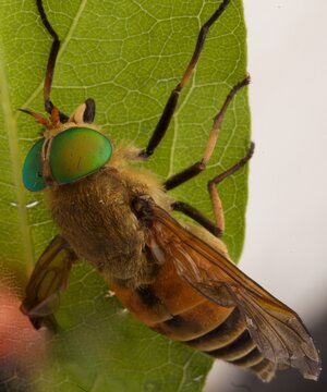 Tafano Images – Browse 46 Stock Photos, Vectors, and Video | Adobe Stock