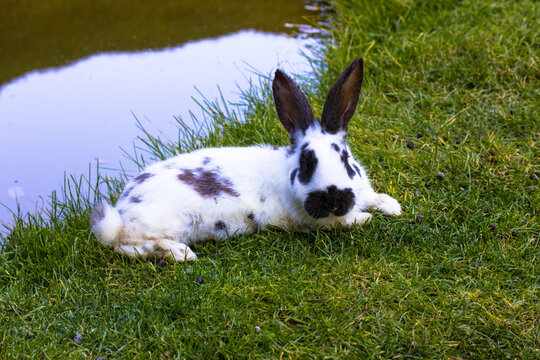 Black And White Spotted Bunnies