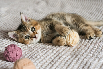 30+ Free Beautiful Real Cute Cat Images | Free HD Downloads - Pikwizard