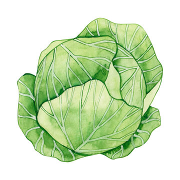 Cabbage Drawing