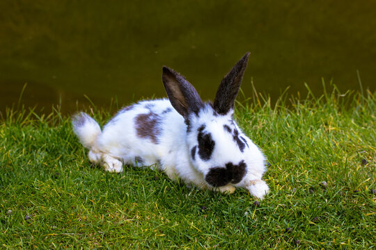 Black And White Spotted Rabbit