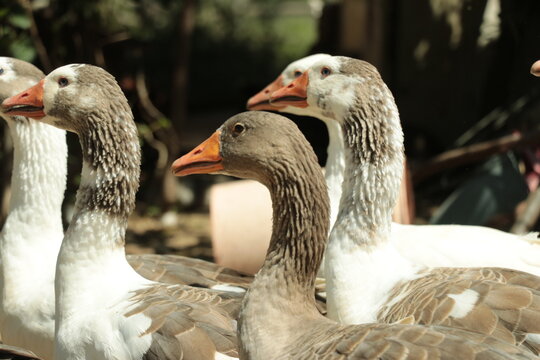 รูปภาพGanso – เลือกดูภาพถ่ายสต็อก เวกเตอร์ และวิดีโอ9,664 | Adobe Stock