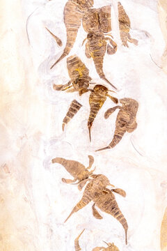 「Eurypterus」の写真素材 | 108件の無料イラスト画像 | Adobe Stock