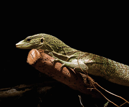 Chillin' Images – Browse 1,103 Stock Photos, Vectors, and Video | Adobe ...