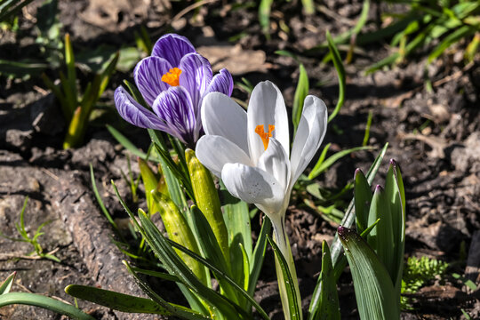 Hektar 이미지 – 찾아보기 6,024 스톡 사진, 벡터 및 비디오 | Adobe Stock