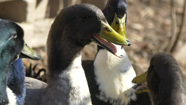 รูปภาพQuack – เลือกดูภาพถ่ายสต็อก เวกเตอร์ และวิดีโอ24,564 | Adobe Stock