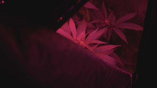 Stipel Bilder – Durchsuchen 960 Archivfotos, Vektorgrafiken und Videos ...