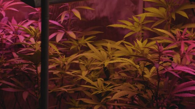 Stipel Bilder – Durchsuchen 960 Archivfotos, Vektorgrafiken und Videos ...