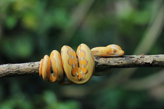 "Malayopython Reticulatus" Images – Browse 141 Stock Photos, Vectors ...