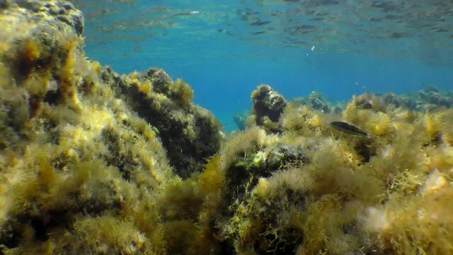 Parda Images – Browse 376 Stock Photos, Vectors, and Video | Adobe Stock