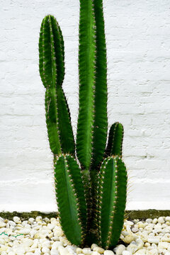 รูปภาพMandacaru – เลือกดูภาพถ่ายสต็อก เวกเตอร์ และวิดีโอ487 | Adobe Stock