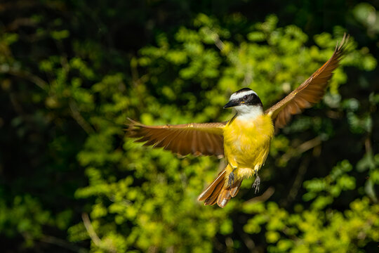 Kiskadee Images – Browse 2,533 Stock Photos, Vectors, and Video | Adobe ...