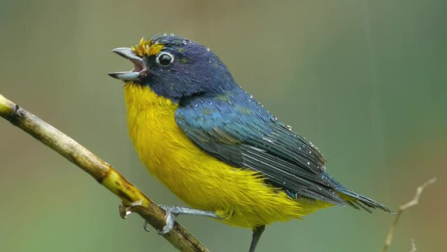 「Euphonia」の写真素材 | 695件の無料イラスト画像 | Adobe Stock