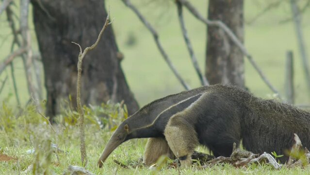 รูปภาพAnteater – เลือกดูภาพถ่ายสต็อก เวกเตอร์ และวิดีโอ14,060 | Adobe Stock