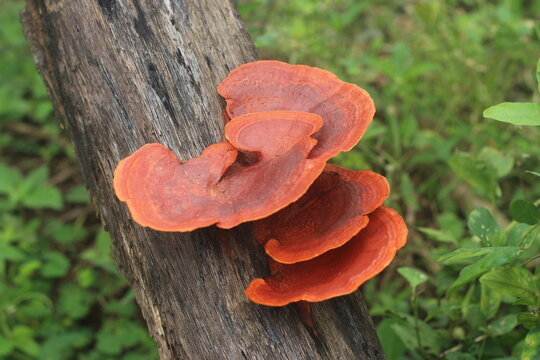 Pycnoporus Imagens – Procure 244 fotos, vetores e vídeos | Adobe Stock