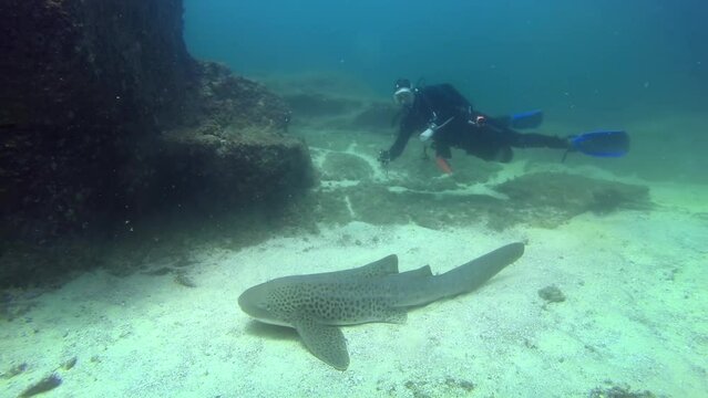 "Leopard Shark" 影像 – 瀏覽 877 個素材庫相片、向量圖和影片 | Adobe Stock