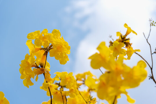 Semi-Evergreen Images – Browse 423 Stock Photos, Vectors, and Video ...