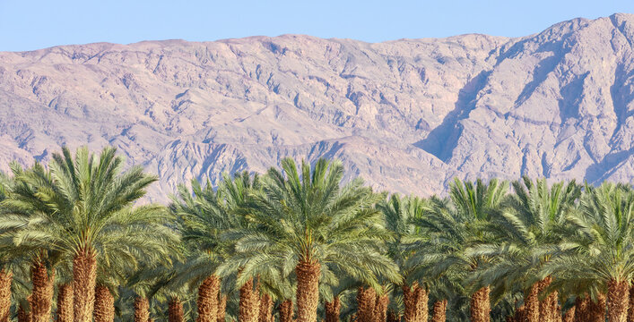 Date Palm Tree