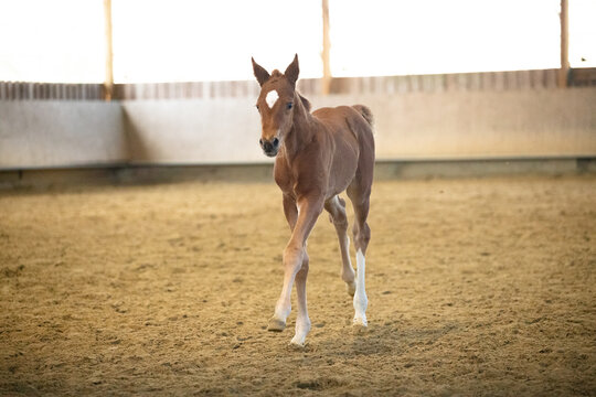 รูปภาพCloping – เลือกดูภาพถ่ายสต็อก เวกเตอร์ และวิดีโอ4,168 | Adobe Stock