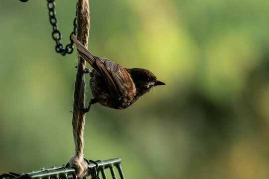 Imagens de Pipipi – Explore Fotografias do Stock, Vetores e Vídeos de ...