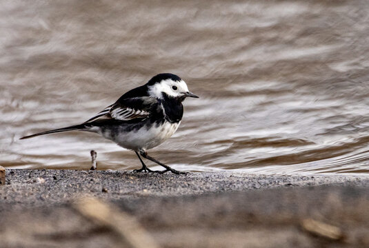 "Wag Tail" Bilder – Durchsuchen 42,463 Archivfotos, Vektorgrafiken und ...