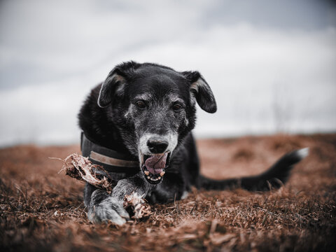 Imágenes de Chusco: descubre bancos de fotos, ilustraciones, vectores y ...