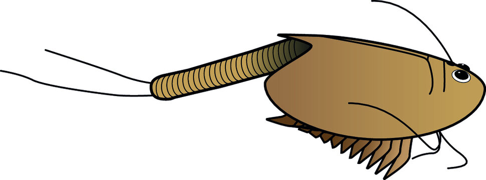 Triops Bilder – Durchsuchen 169 Archivfotos, Vektorgrafiken und Videos ...