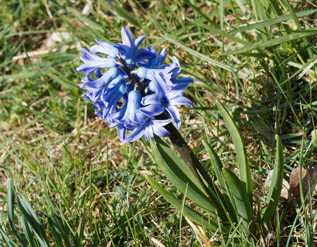 "Dutch Hyacinth" Images – Browse 5,785 Stock Photos, Vectors, and Video ...