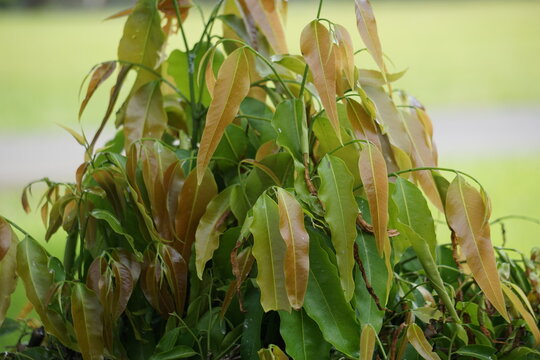 Asopalav Images – Browse 205 Stock Photos, Vectors, and Video | Adobe Stock