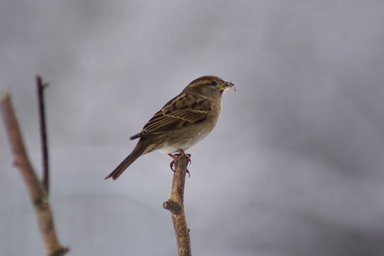 「Trznadel」の画像 - 92 件の Stock 写真、ベクターおよびビデオ | Adobe Stock