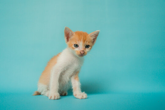 "Tosca Background" Images – Browse 140 Stock Photos, Vectors, and Video ...