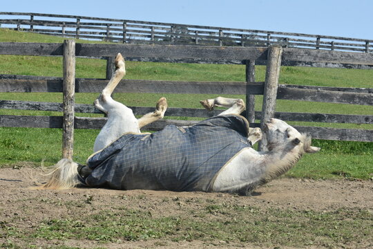 รูปภาพMucky – เลือกดูภาพถ่ายสต็อก เวกเตอร์ และวิดีโอ126,544 | Adobe Stock
