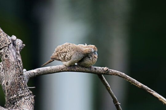 รูปภาพKurokutok – เลือกดูภาพถ่ายสต็อก เวกเตอร์ และวิดีโอ1,546 | Adobe Stock