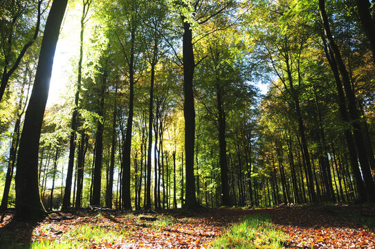 「Protectorate」の画像 - 10,124 件の Stock 写真、ベクターおよびビデオ | Adobe Stock