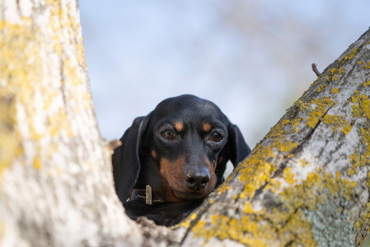 รูปภาพBassotto – เลือกดูภาพถ่ายสต็อก เวกเตอร์ และวิดีโอ1,672 | Adobe Stock