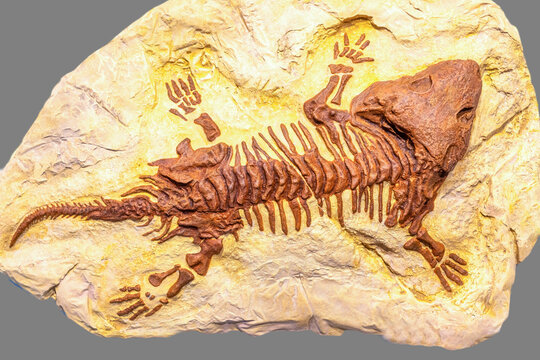 「Seymouria」の写真素材 | 32件の無料イラスト画像 | Adobe Stock