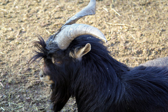 Zicke 이미지 – 찾아보기 1,226 스톡 사진, 벡터 및 비디오 | Adobe Stock