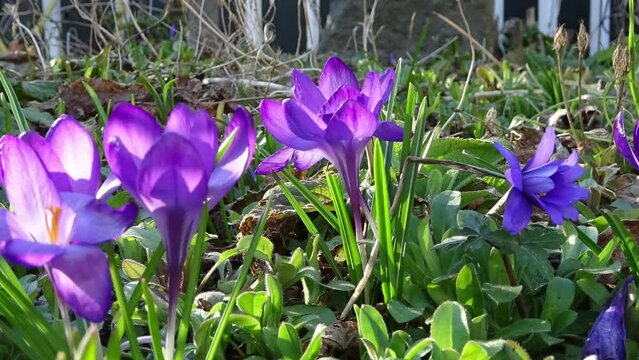 Crocus Video Footage – Browse 5,836 HD Stock Video and Footage | Adobe ...