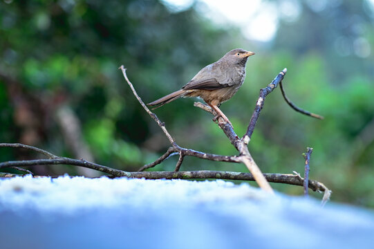 "Common Babbler" Bilder – Durchsuchen 141 Archivfotos, Vektorgrafiken ...