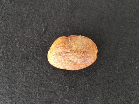 Imágenes de Cumaru: descubre bancos de fotos, ilustraciones, vectores y ...